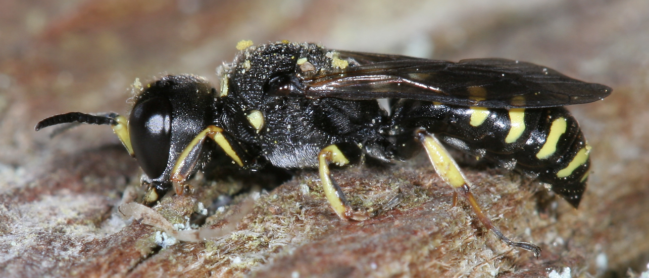 BWARS | Bees, Wasps & Ants Recording Society